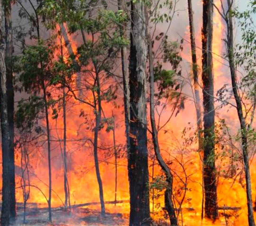 Forest fire, Hundreds of acres of forest burned - RAJANNA SIRCILLA DISTRICT